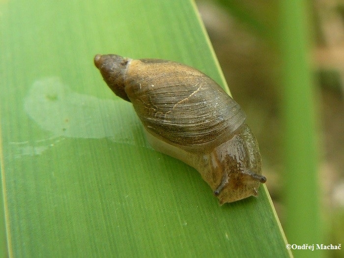 Oxyloma elegans - jantarka úhledná | Succineidae - jantarkovití | Natura Bohemica