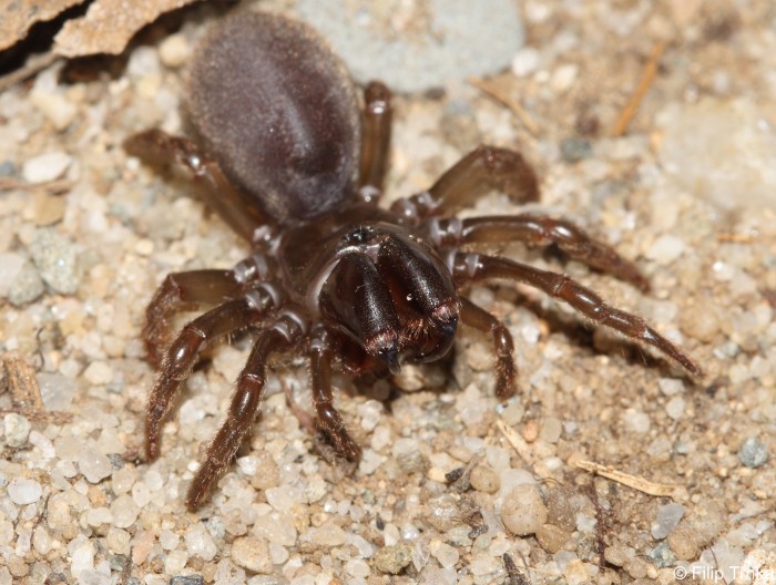 Atypus affinis - sklípkánek hnědý | Atypidae - sklípkánkovití | Natura ...
