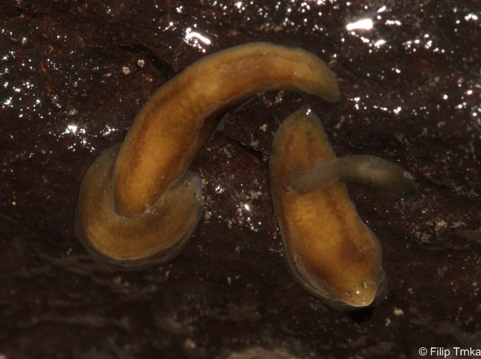Dugesia gonocephala - ploštěnka potoční | Dugesiidae | Natura Bohemica